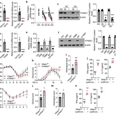 The Lack Of Ythdc1 In Macrophages Influences Colitis Development A C