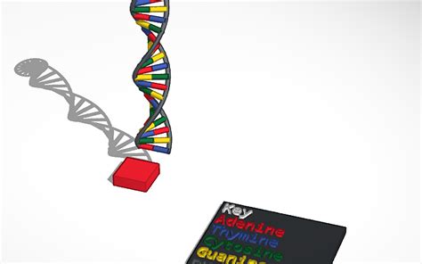 3d Design Dna Tinkercad