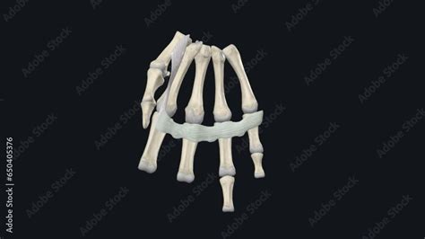 The Superficial Transverse Metacarpal Ligament Natatory Ligament Is A Ligament Of The