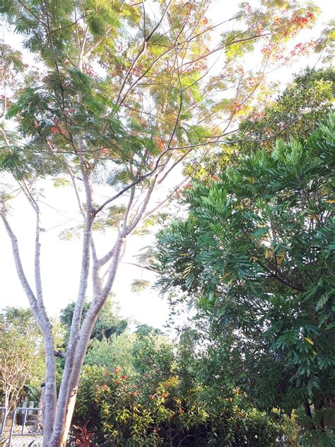 Pokok Api Api Agricultural Land For Salebukit Rotan Api Api Kuala