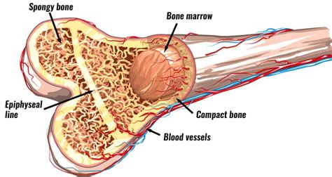 Structure Of Bone The Skeleton And Bones Anatomy And Physiology