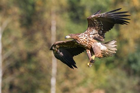 장엄한 포식자 흰 꼬리 독수리 폴란드의 Haliaeetus Albicilla 야생 자연 0명에 대한 스톡 사진 및 기타 이미지 0명 갈고리 발톱 겨울 Istock