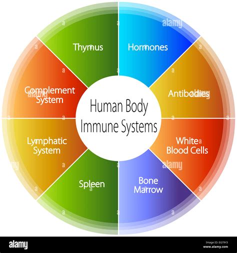 Une Image Dun Système Immunitaire Du Corps Humain Photo Stock Alamy