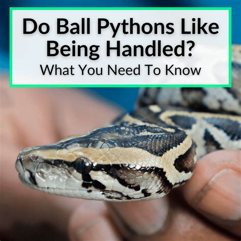 Do Ball Pythons Like Being Handled What You Need To Know