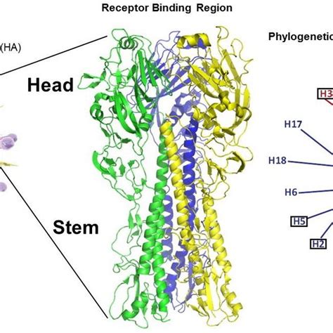 Pdf Antibody Cross Reactivity To Hemagglutinin Protein Antigens