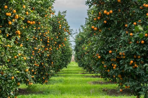 Orange Color Fruit Trees