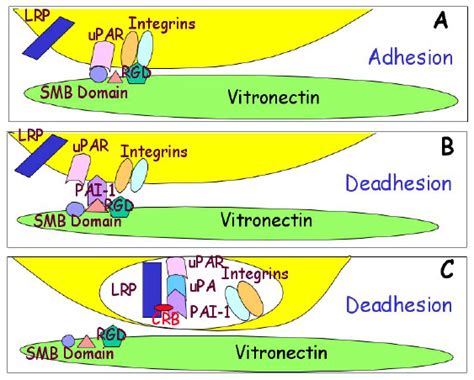 Pai 1 Involved In Cell Adhesion A Vitronectin Contains The