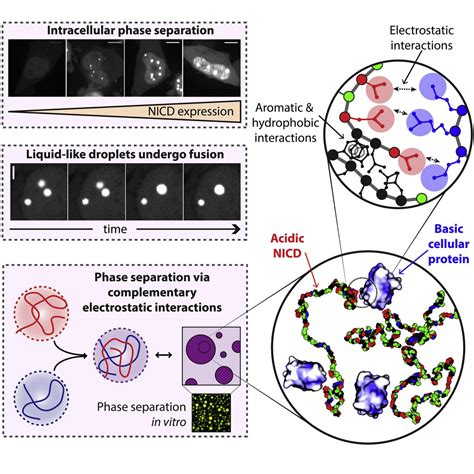 Sequence Determinants Of Intracellular Phase Separation By Complex