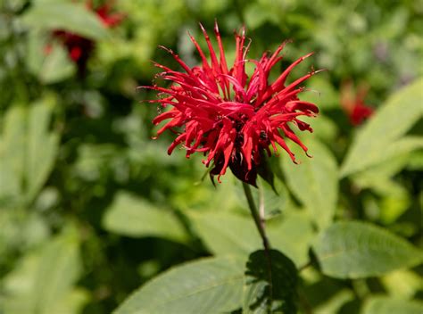 What Does Bee Balm Look Like Before It Blooms Detroit Chinatown