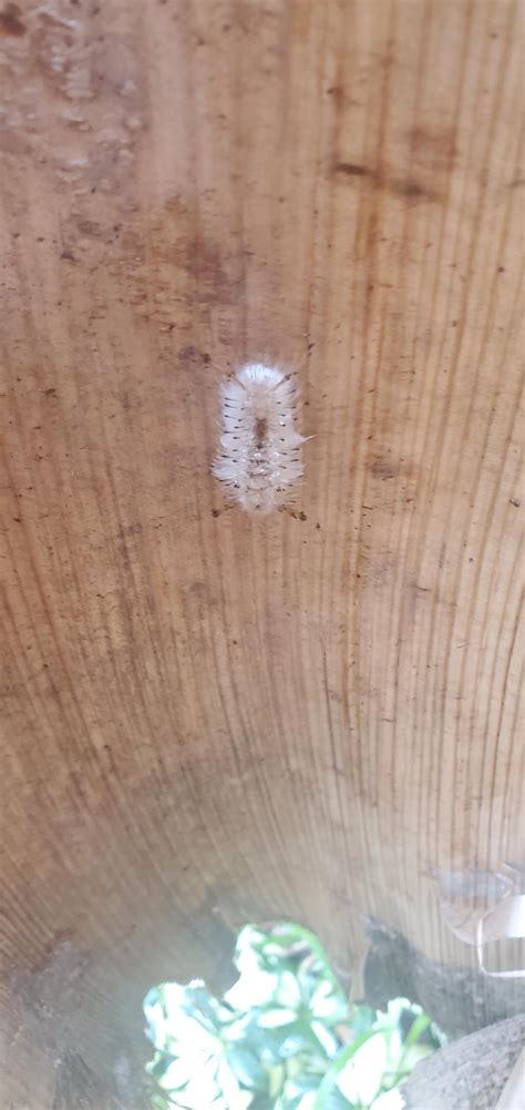 What Bug Is This Found In Florida Rwhatbugisthis