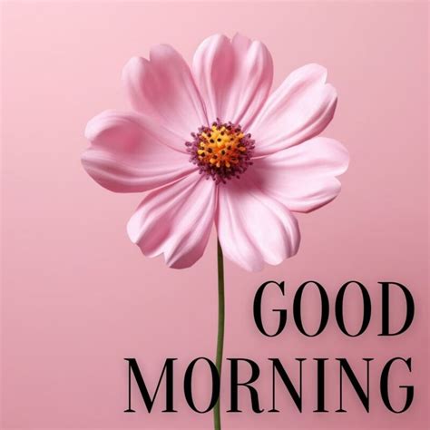 Good Morning Pink Flower Images Wishes And Greetings