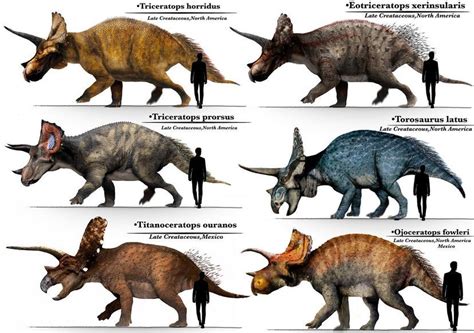 Eotriceratops Xerinsularis