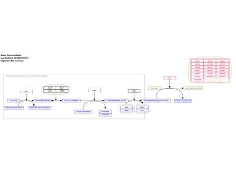 Glucuronidation Wp1241 Mus Musculus Wikipathways