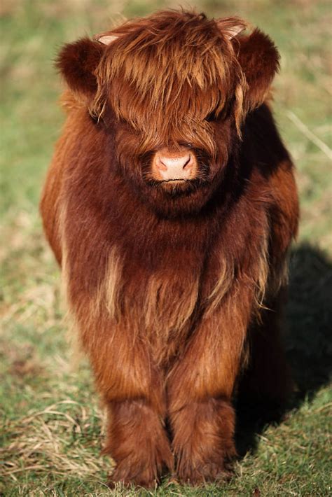 Adorable Highland Cattle Calves