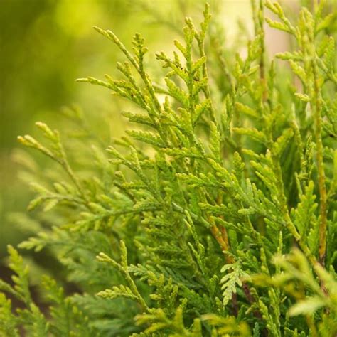 Spring Hill Nurseries Hetz Midget Globe Arborvitae Foundationhedge