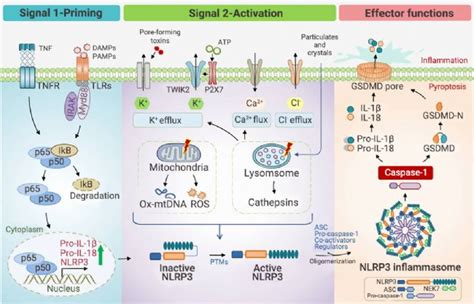 炎症小体：免疫炎症领域热门选手 Medchemexpressnlrp3炎性体能激活caspase3 Csdn博客
