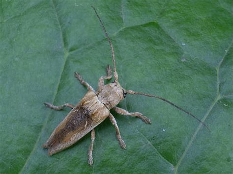 ハイイロヤハズカミキリ 虫つれづれ対馬v2