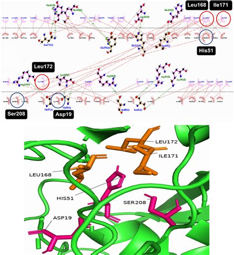 subtilisin k2 docked to fibrin at its binding site through the haddock