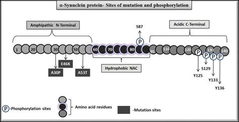 Modification Of α Synuclein By Phosphorylation A Pivotal Event In The Cellular Pathogenesis Of
