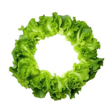 야채 복사 공간을 위한 신선한 양상추 프레임 국경 확대 먹기 Png 일러스트 및 이미지 에 대한 무료 다운로드 Pngtree