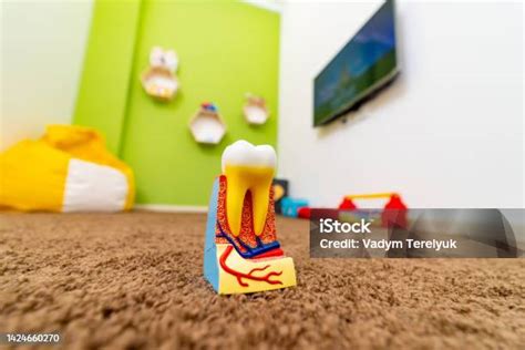 치과 의사 교육을위한 모델 치아의 플라스틱 3d 모델 뿌리에 대한 스톡 사진 및 기타 이미지 뿌리 생활필수품 이빨 Istock