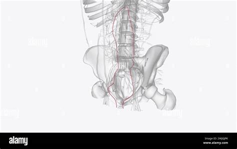 The Testicular Artery Is A Branch Of The Abdominal Aorta That Supplies Blood To The Testis 3d