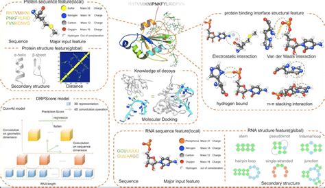 Improving The Accuracy Of Rna Protein Complex Structure Prediction With Drpscore A Deep