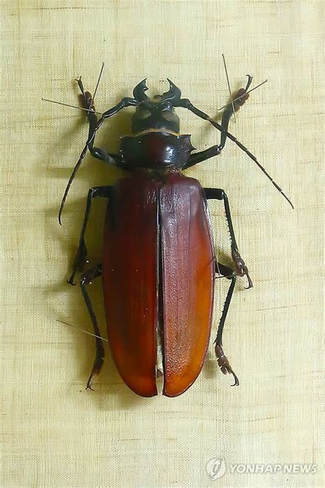 세계 최대크기 딱정벌레 타이탄하늘소 표본