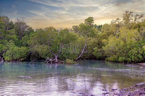 海滨红树林沼泽高清摄影大图 千库网