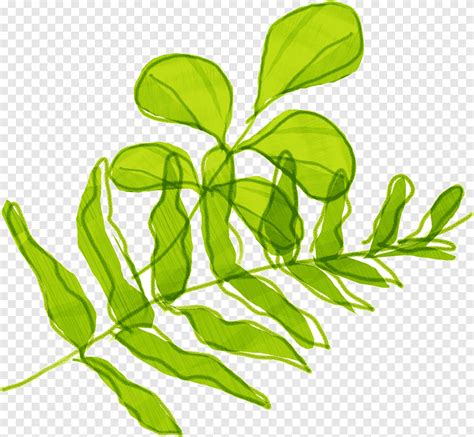 زهرة ، العشب الأخضر الرسم بالألوان المائية ورقة Png