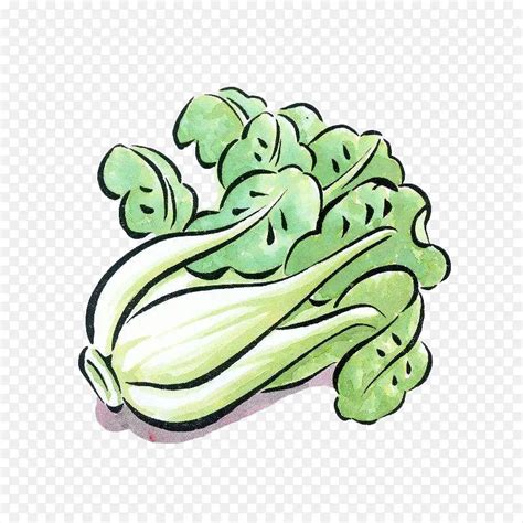 卡通手绘大白菜PNG图片素材下载 图片编号yjgznzwq 免抠素材网