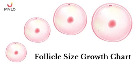 Follicle Size Growth Chart Follicles What Are They And What I