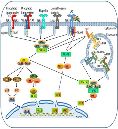 Different Toll Like Receptors Activating Specific Cellular Signal Download Scientific Diagram