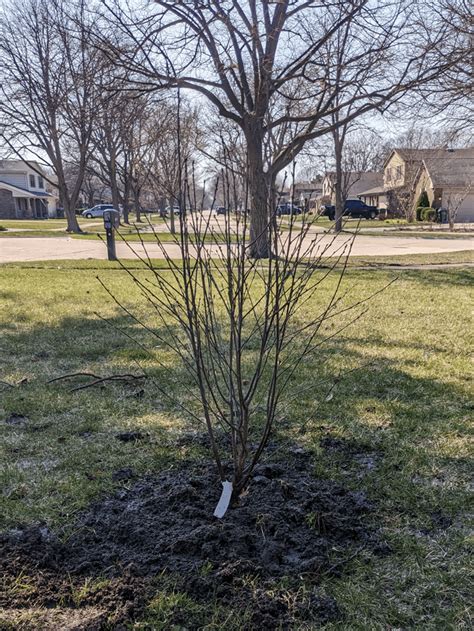 Planted This Dwarf Cherry Tree Today Rpermaculture