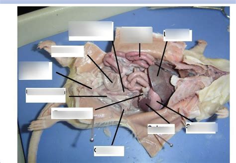Rat Dissection Diagram Quizlet