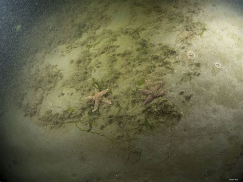 Benthic Habitats Ecoauthor