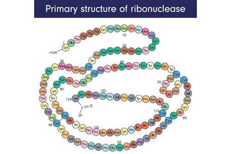 exploring 3d protein structure american chemical society