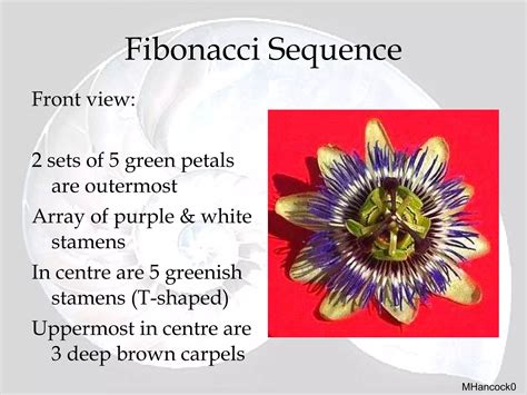 Fibonacci Ppt