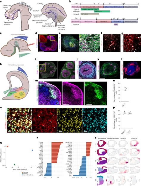 使用空间排列的腹侧中脑 纹状体 皮质组合体对人类多巴胺能系统进行体外建模 Nature Methods X Mol