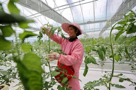 江西抚州立冬时节农事忙 腾讯新闻