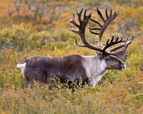 Flying Reindeer And Climate News Sports Jobs Adirondack Daily Enterprise