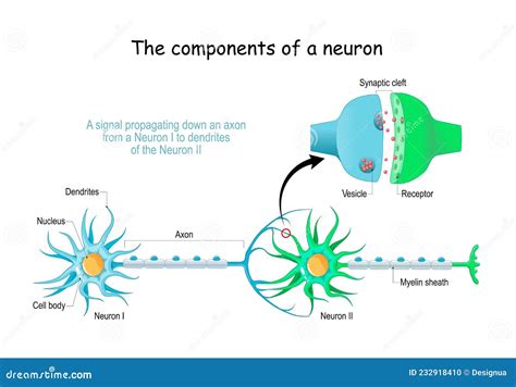 Neuron Anatomy Close Up Of A Chemical Synapse Stock Vector