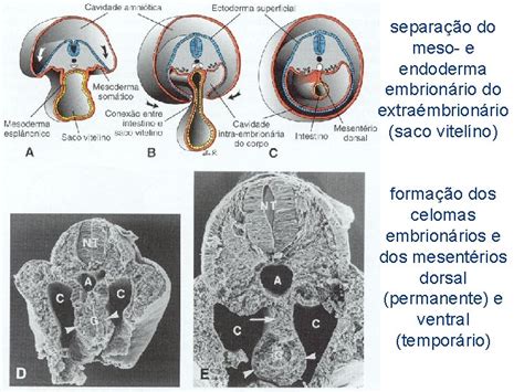Embriologia Humana Tpico 5 Diferenciao Do Sistema Urogenital