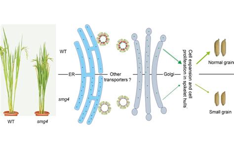 揭示水稻籽粒大小调控新机制