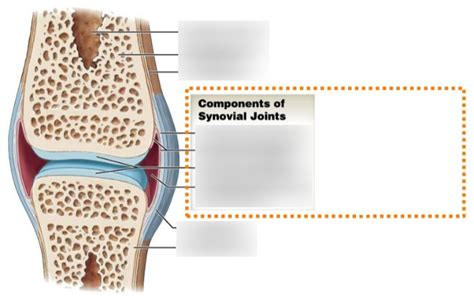 Synovial Joint Diagram Quizlet