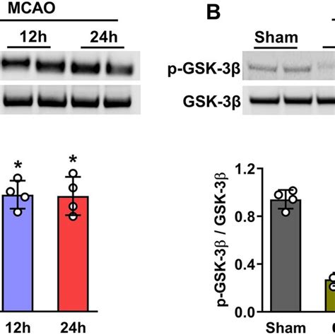 α Syn Interacted With P Tau And P Gsk 3β After Transient Focal Download Scientific Diagram