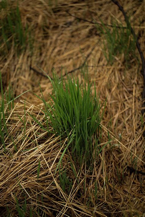 Fresh Green Grass Growing Photograph By Sebastian Kujas Fine Art America