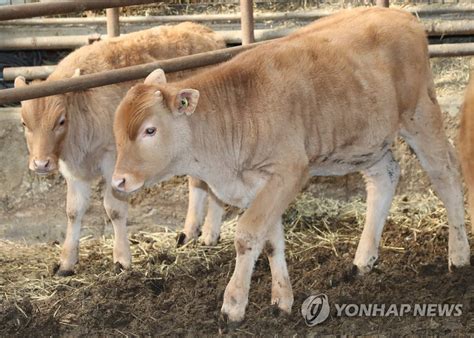 구제역 무서워 연합뉴스