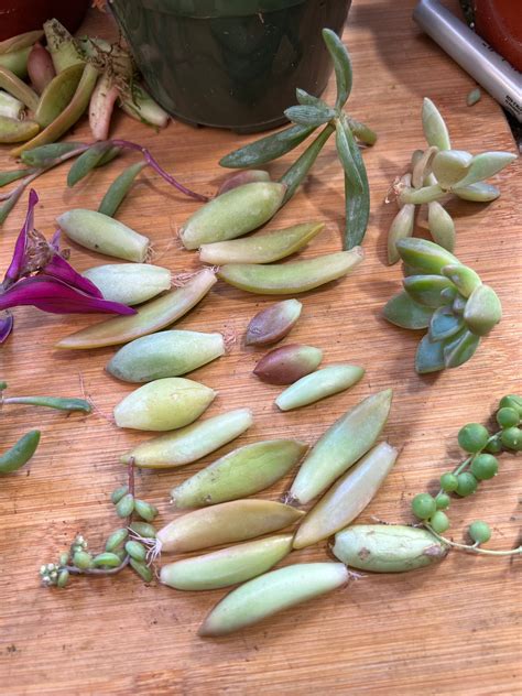 Succulent Leaves Propagation Kit Succulent Favors And Plant Ts By