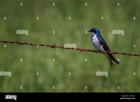 Tiny Tree Swallow Stock Photo Alamy